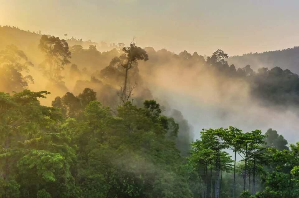 Danum Valley – Triad Tours & Travels